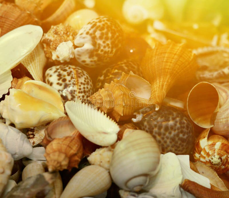 Sea shells background stock image. Image of isolated - 151746511