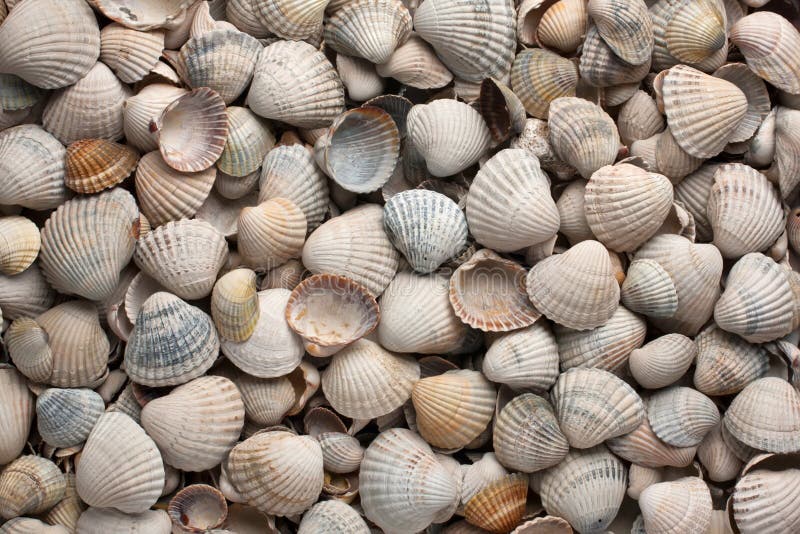 Colorful seashells stock image. Image of shell, shells - 7982463