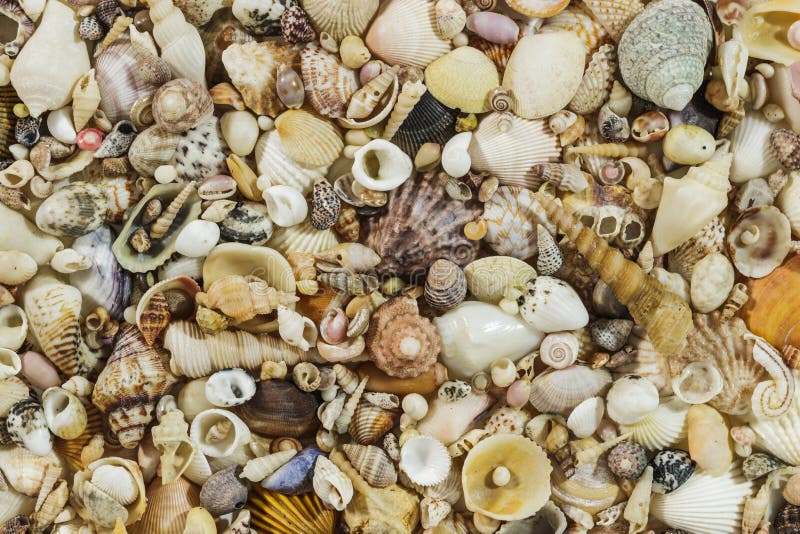 Sea shells background stock photo. Image of arrangement - 34913766