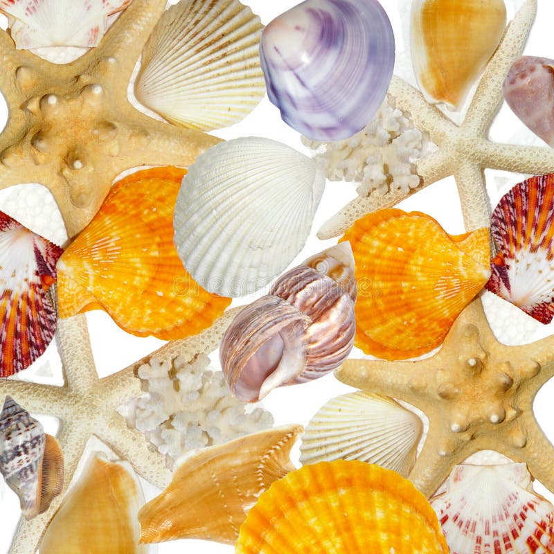 Colorful seashells stock image. Image of shell, shells - 7982463