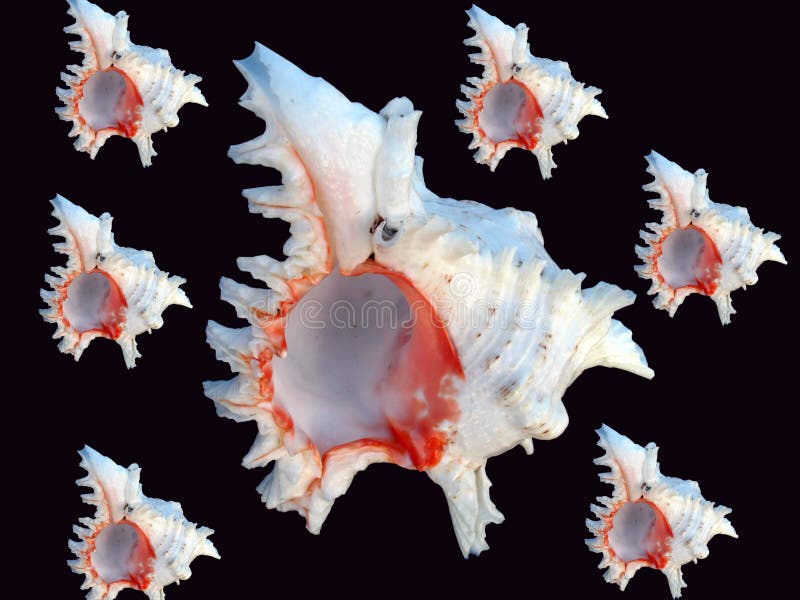 Various Seal Shells Stock Photos - Free & Royalty-Free Stock Photos ...