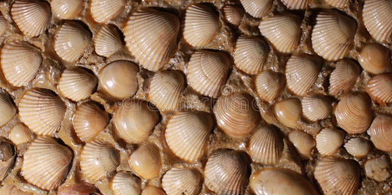 Sea shells background. stock photo. Image of shell, ocean - 115039608