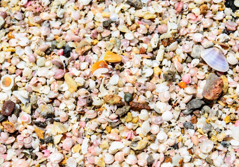 Sea Shells stock image. Image of assorted, beach, detail - 60654533