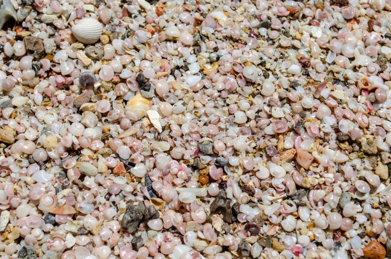 Assorted Sea Sheels Stock Photos - Free & Royalty-Free Stock Photos ...