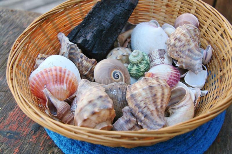 Sea Shells Background Beach Summer Stock Image - Image of shells ...