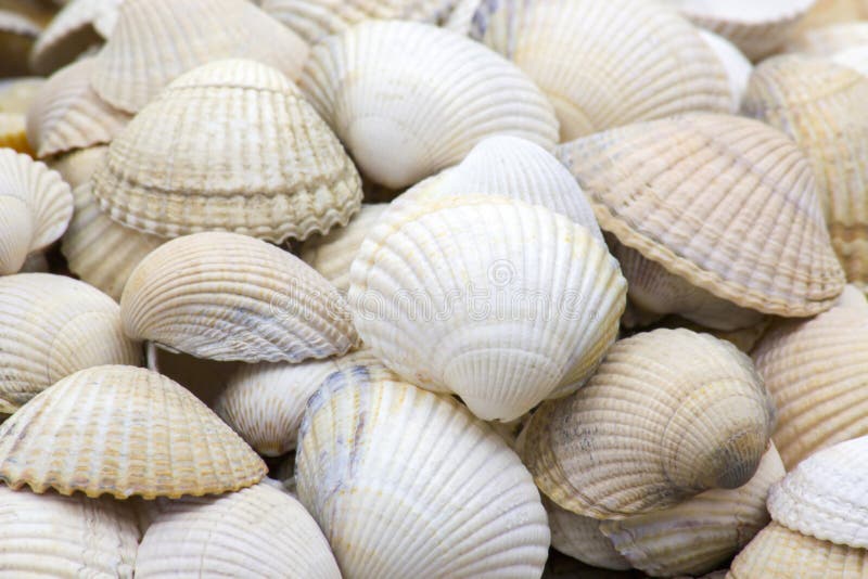 142 Empty Crab Shells Stock Photos - Free & Royalty-Free Stock Photos ...