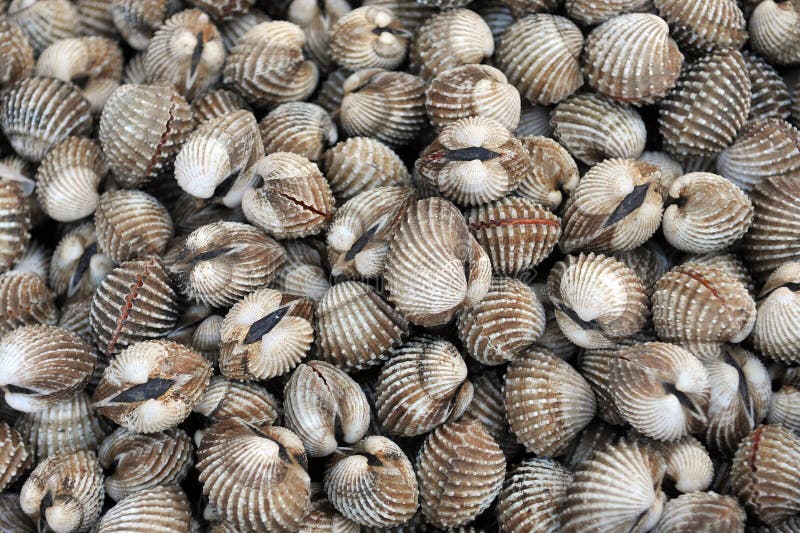 124,140 Sea Shells Stock Photos - Free & Royalty-Free Stock Photos from ...