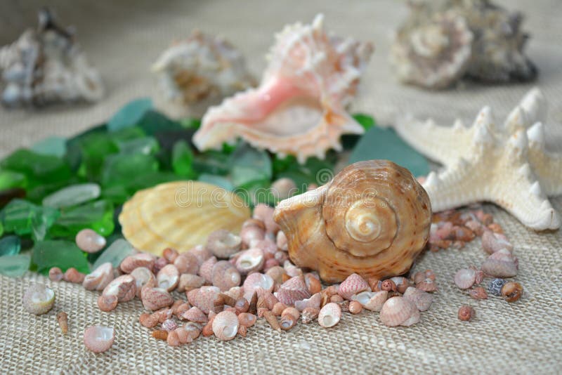 Sea shells background stock image. Image of shell, small - 92600873