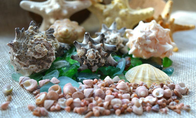 Sea shells background stock image. Image of natural, white - 92600913