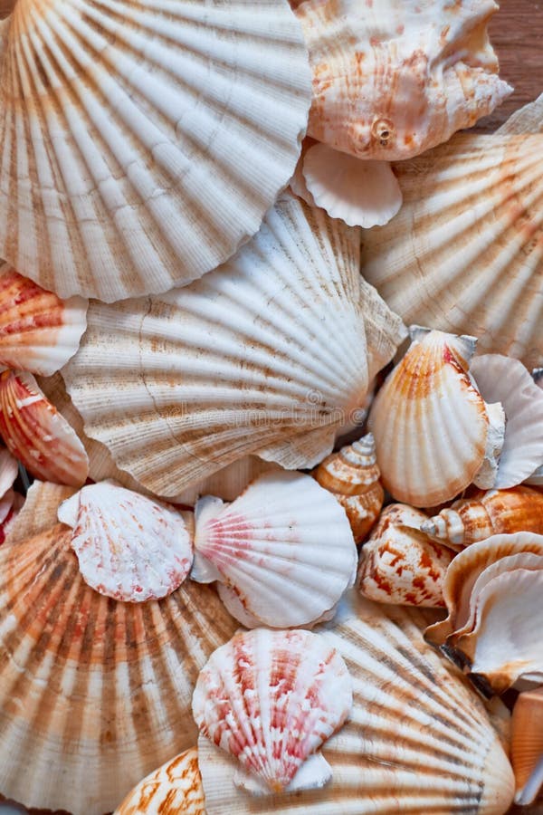 Sea Shells Background - Macro Shot of Beautiful Seashells. Stock Photo ...