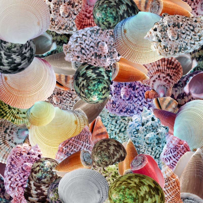 Sea Shells Background stock image. Image of mollusk, nautilus - 63258999
