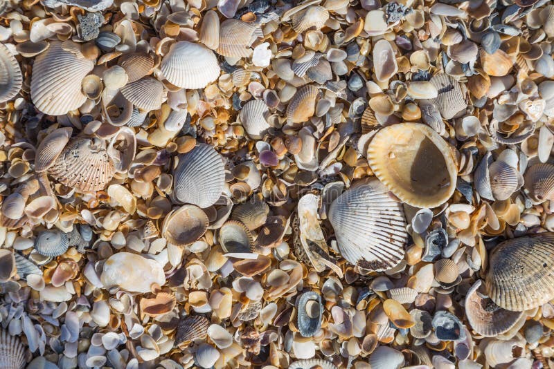 Sea Shells Background stock photo. Image of aquatic, ocean - 50379766