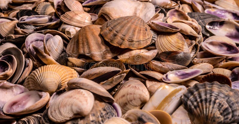 Sea Shells Background. Top View. General Plan. Color Stock Photo ...