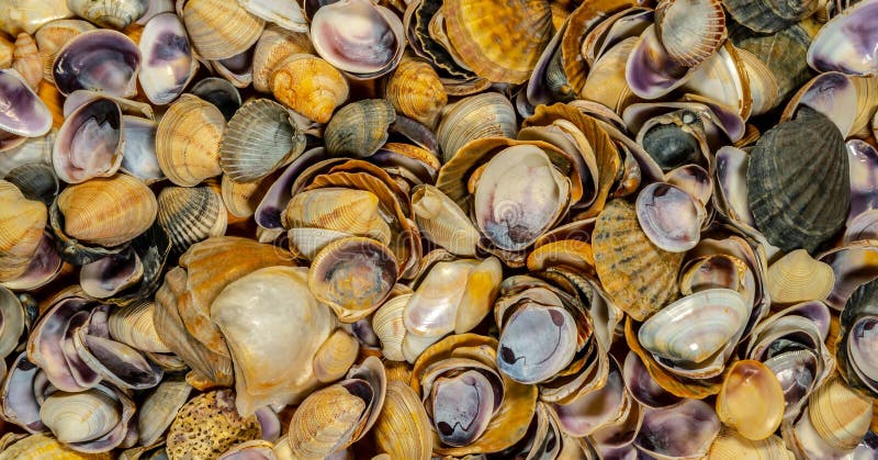 Sea Shells Background. Top View. General Plan. Color Stock Image ...