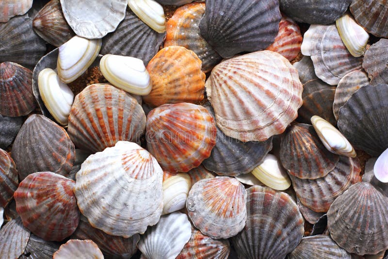 Collection of Colourful Coastal Sea Shells Stock Image - Image of ...