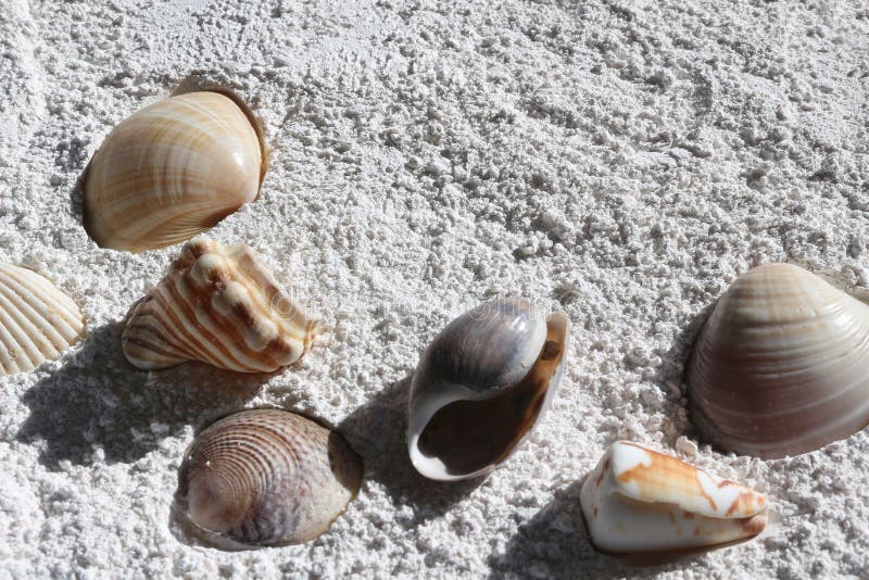 White Sand and Shells stock image. Image of beach, sunny - 139674469