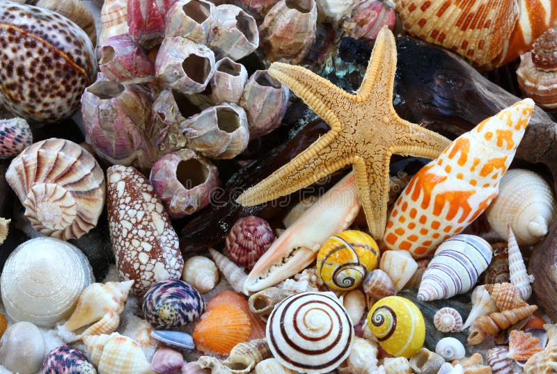 Sea Shells, Barnacles, Driftwood, Sea Star on Beach Stock Photo - Image ...