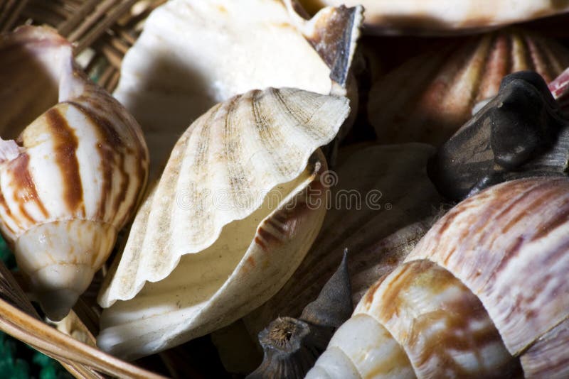 Sea shells in a basket stock photo. Image of travel, vacation - 16562672