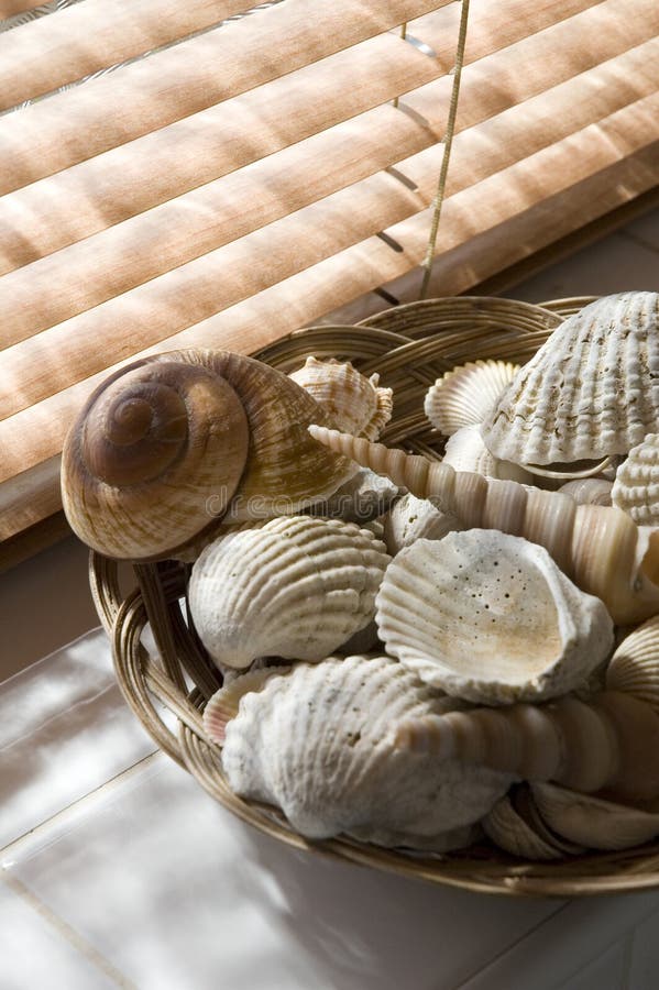 Sea shells in bathroom stock photo. Image of snail, brown - 1151404