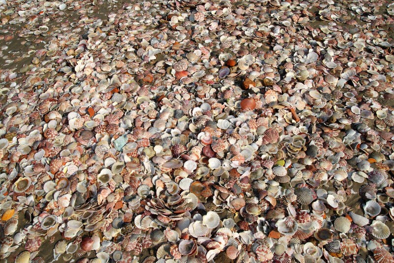 Sea Shells on Beach stock photo. Image of life, collection - 17849478