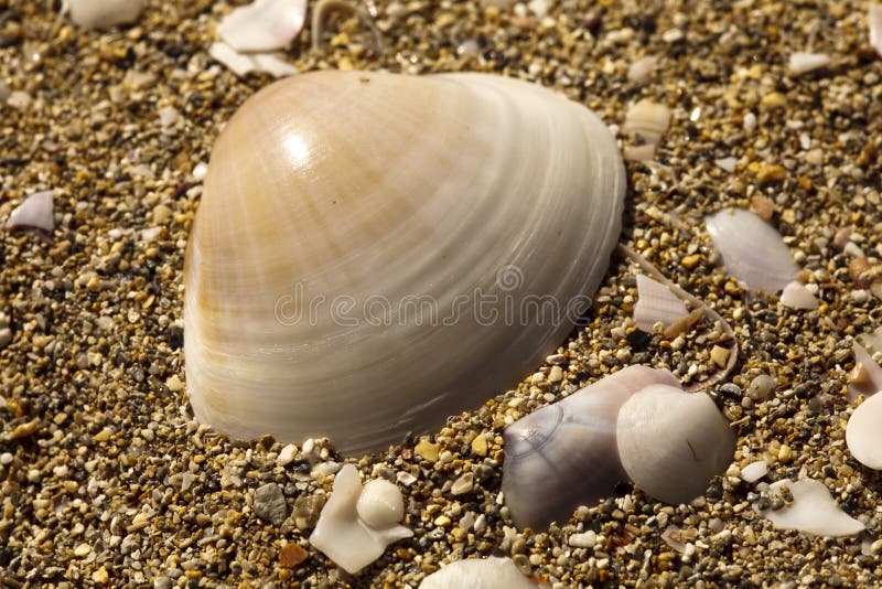 Sea shells on beach stock image. Image of shells, decorative - 19268827