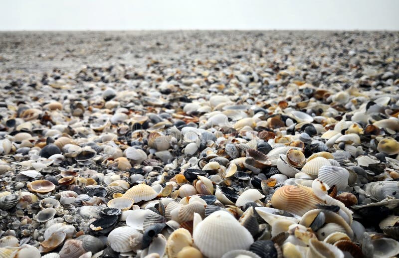 Sea shells on the beach stock image. Image of collection - 125631283