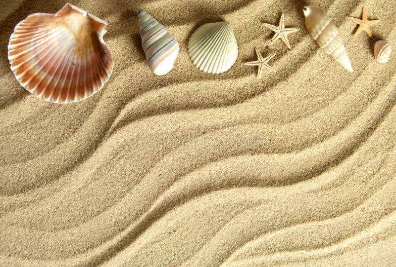 Sea Shells Beach Background Stock Photo - Image of marine, shell: 94027670