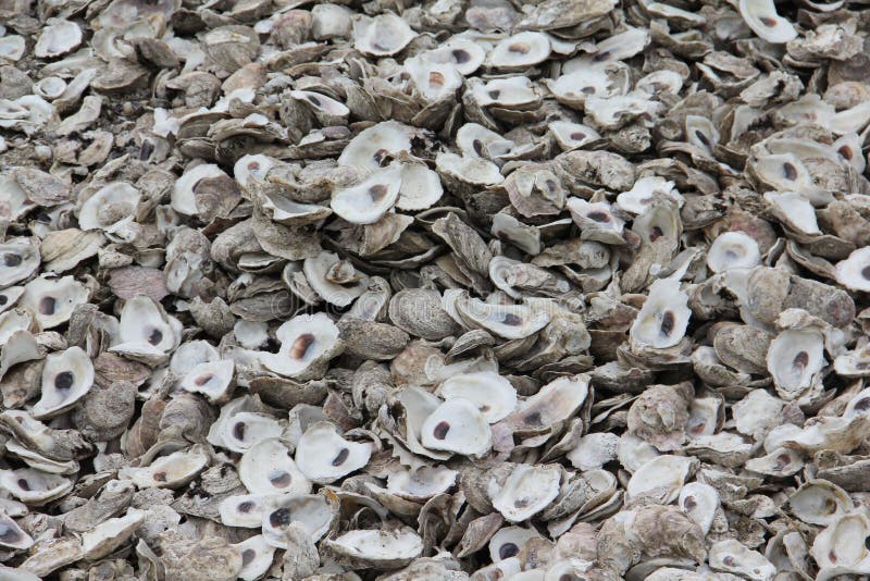 Sea Shells on the Beach in Chesapeake Bay, United States Stock Photo ...