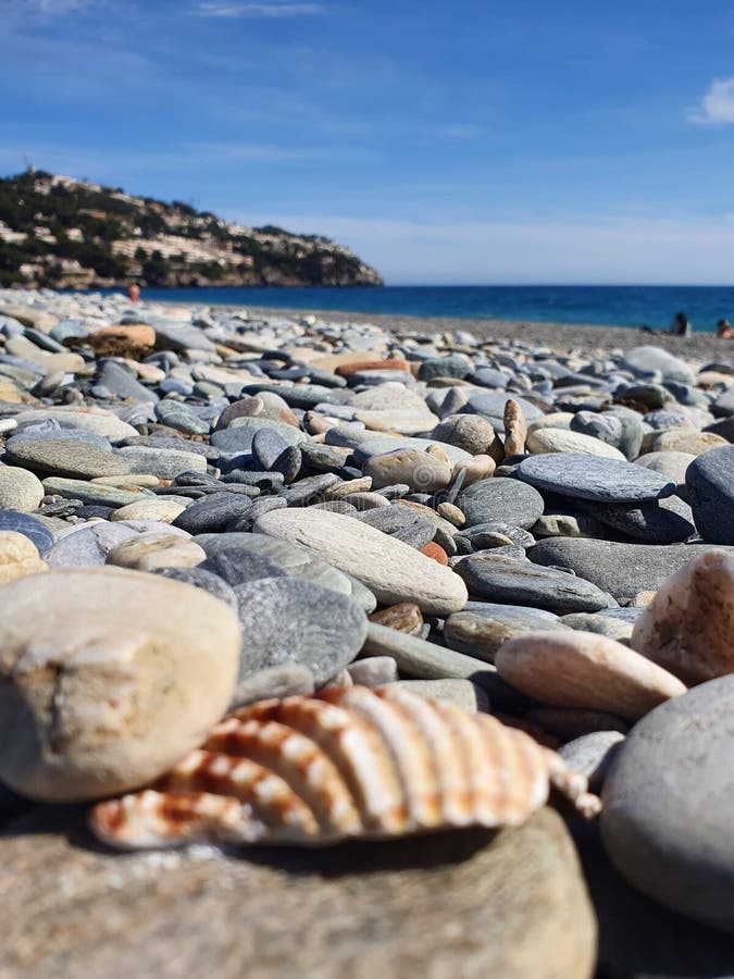 Sea Shells on the Beach in Close Up Stock Photo - Image of coast, cape ...