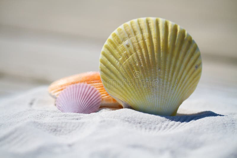 Sea Shells On Beach Picture. Image: 82961804
