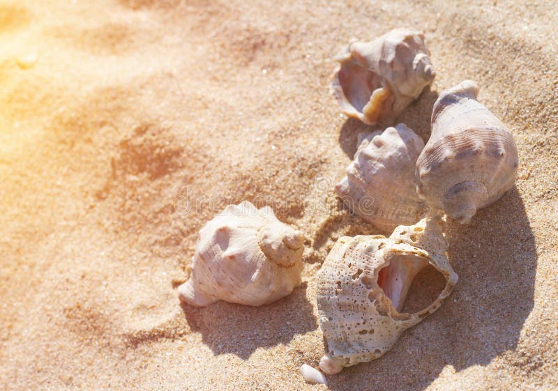 Sea Shells on the Beach Close Up Stock Image - Image of paradise ...