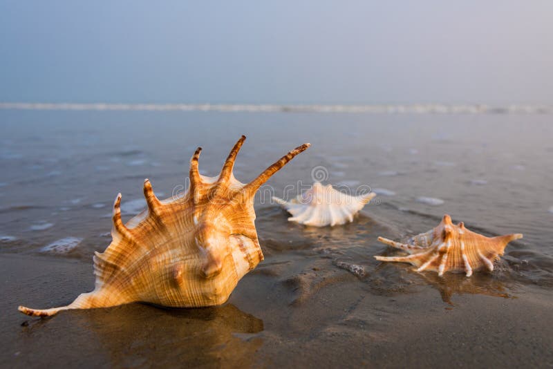 Sea shells on beach stock photo. Image of nature, coast - 49609346