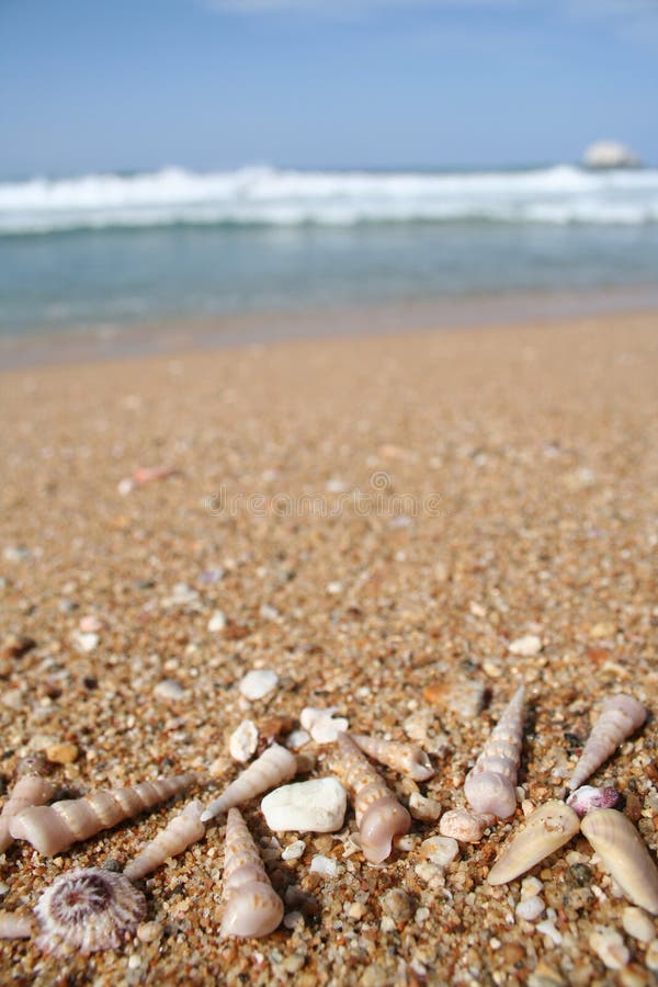 Shells on a beach stock image. Image of water, coastline - 15184571