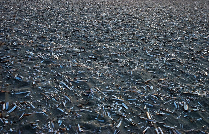 Sea shells stock image. Image of coastline, background - 96568753