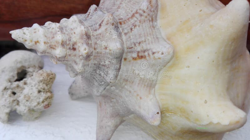 Sea shells at the beach stock photo. Image of biodiversity - 289832096