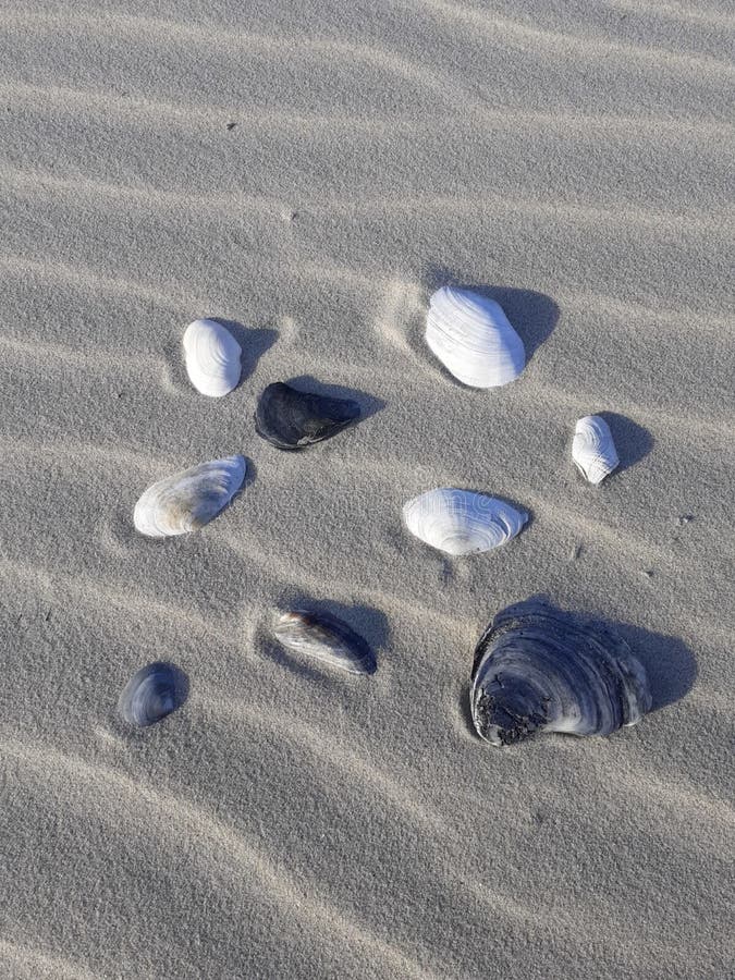 Sea shells on the beach stock image. Image of stone - 334426007