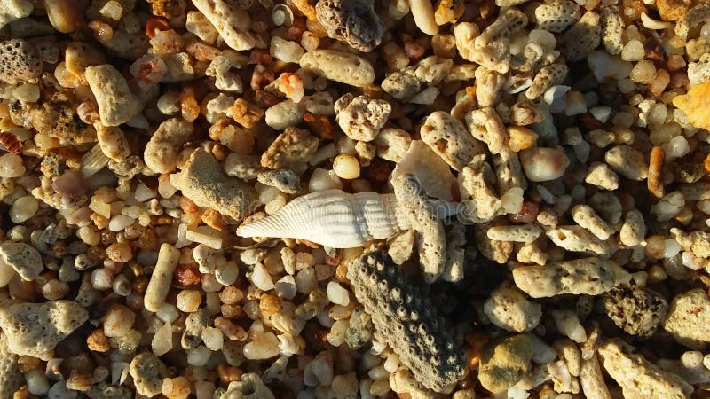 Sea Shells Beach Koh Samui Island Thailand Stock Photos - Free ...