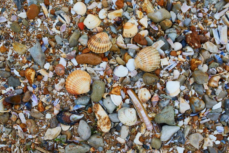 Sea shells on the beach stock image. Image of ocean - 118592213