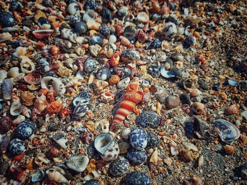 Sea shells on the beach stock image. Image of beach - 315913137