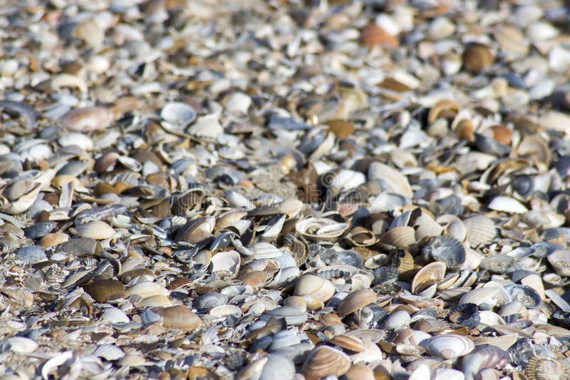 Sea Shells on the Beach in the Netherlands, Zeeland Stock Photo - Image ...
