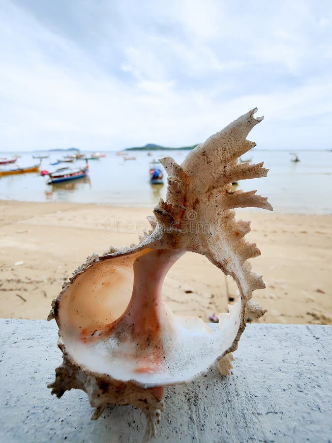 Sea Shells on the Beach Ocean Side Stock Image - Image of brown ...