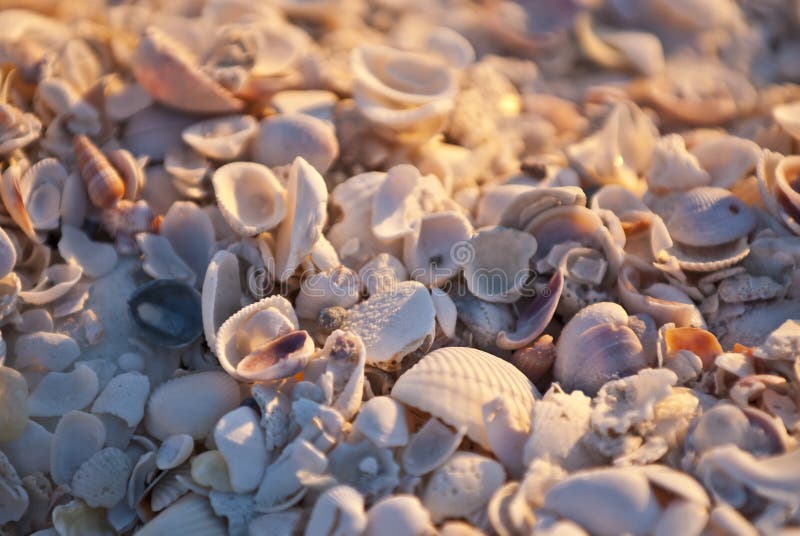 Sea shells and beach sand stock photo. Image of desert - 23018018