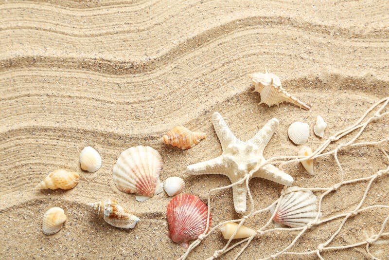 Sea Shells on Sand at the Beach Stock Photo - Image of seashore, space ...