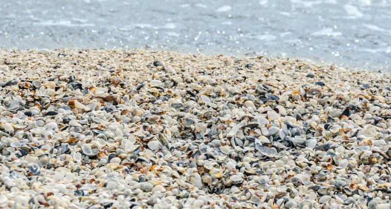 Sea Shells in the Beach Sand, Close Up, Texture. Stock Image - Image of ...