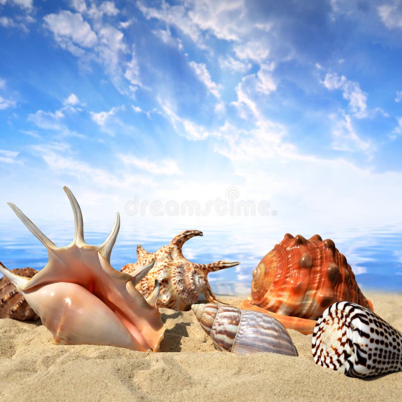 Sea shells on beach stock image. Image of shoreline, cloud - 51733099