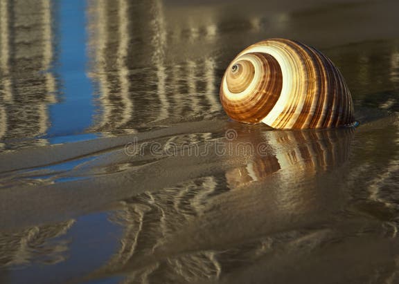 Sea Shells stock photo. Image of golden, farewell, clouds - 57712696