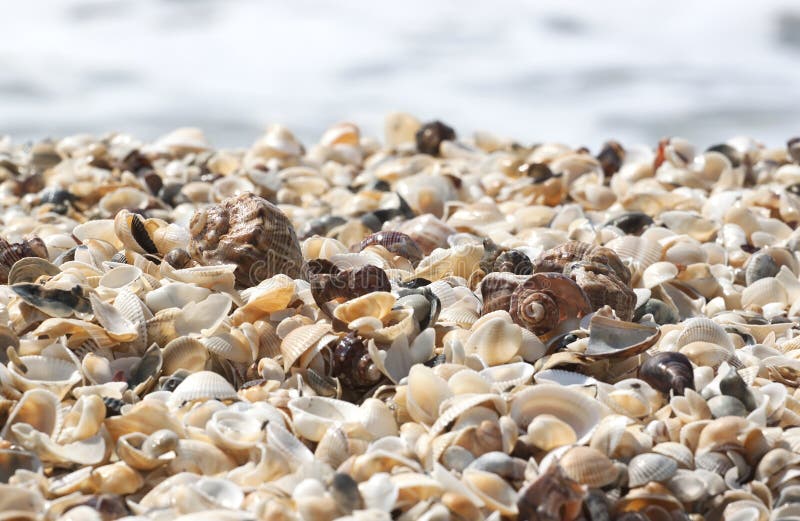 Sea shells - RAW format stock image. Image of seashell - 73051715