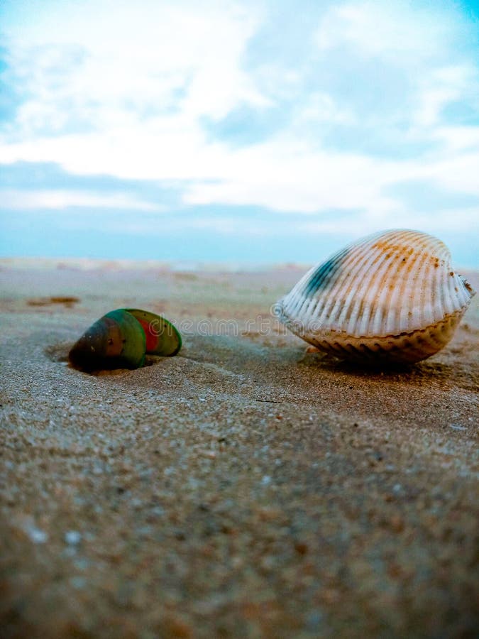 Sea Shells on a Beautiful Beach and Very Clear Sky Stock Image - Image ...