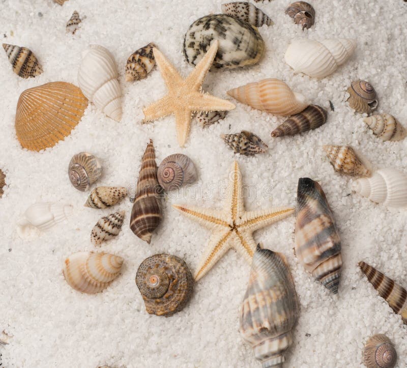Sea Shells on a Bed of Sand. Stock Photo - Image of white, scallop ...