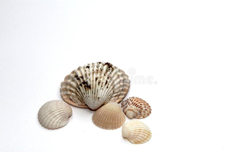 Sea Shells Beige White Nature Stock Photo - Image of fish, design ...